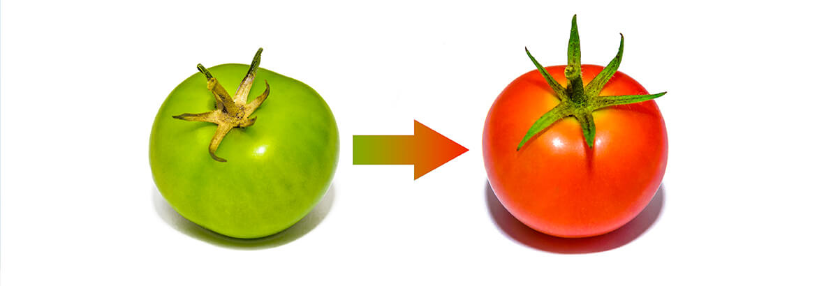 Ethylene Gas - Markon