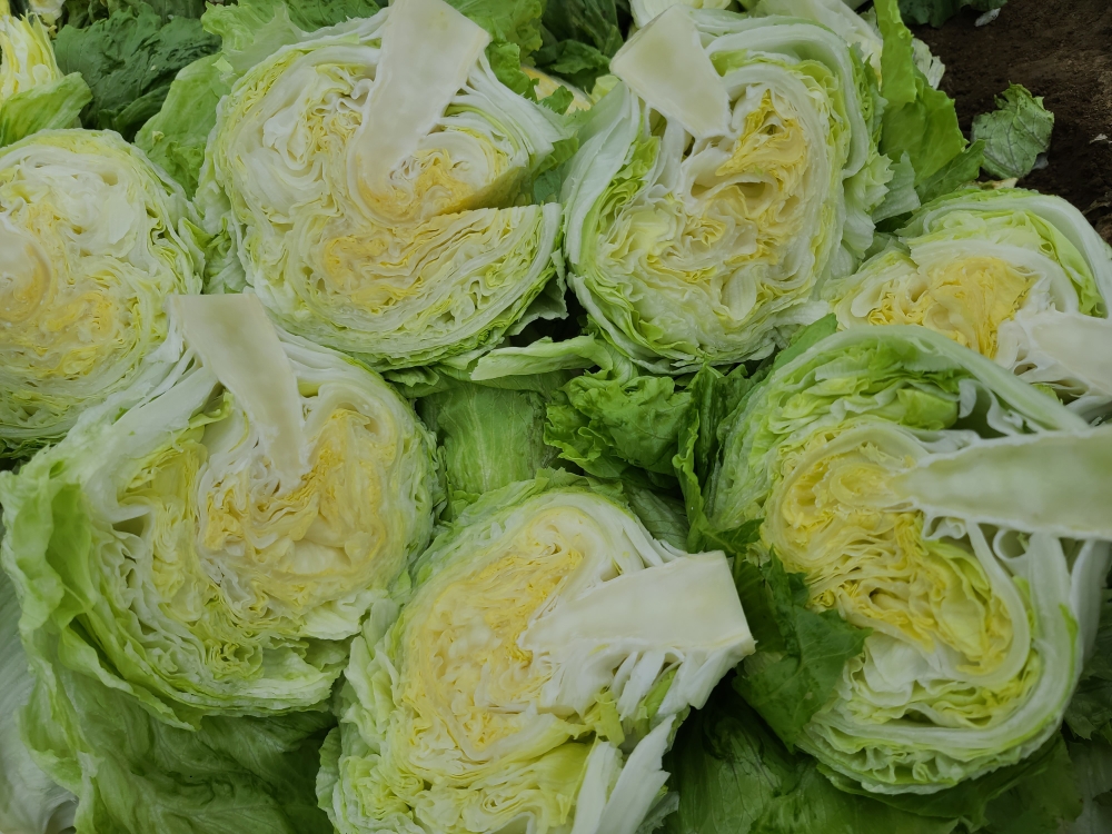 FROM THE FIELDS: SALINAS HEAD LETTUCE QUALITY - Markon