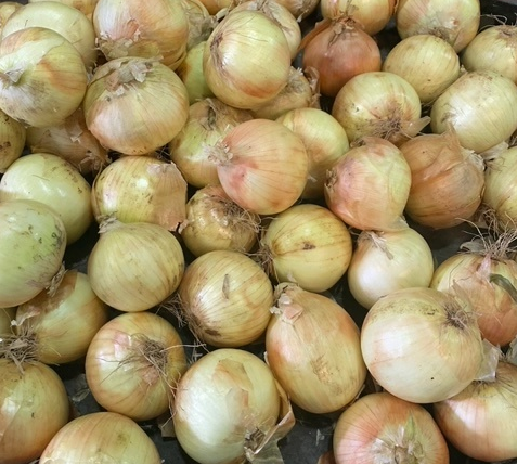 UPDATE: ONIONS - Markon