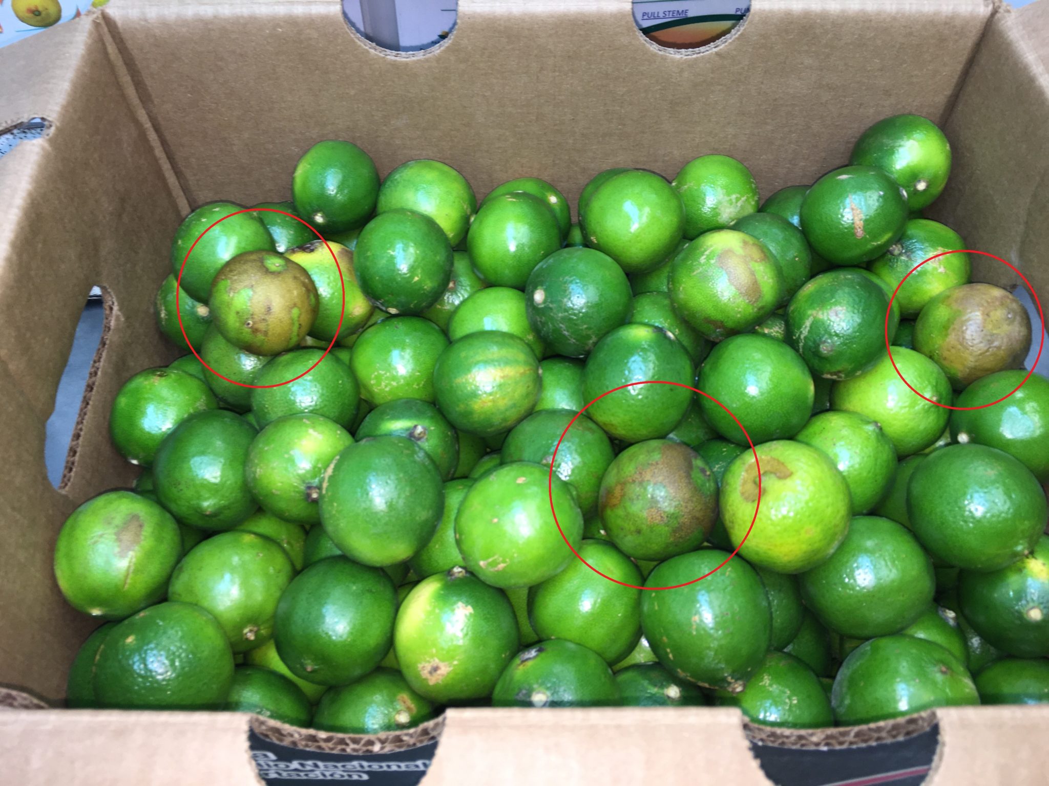 UPDATE: LIMES - Markon