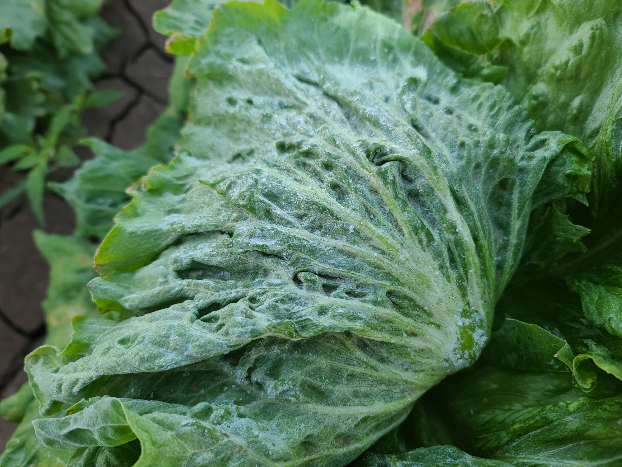 FROM THE FIELDS: Lettuce Ice in the Desert Region - Markon