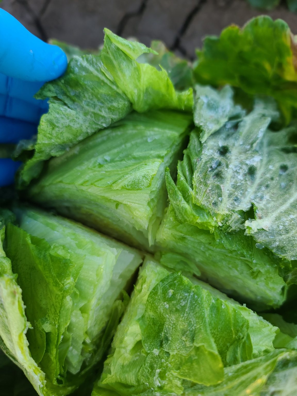 FROM THE FIELDS: Lettuce Ice in the Desert Region - Markon