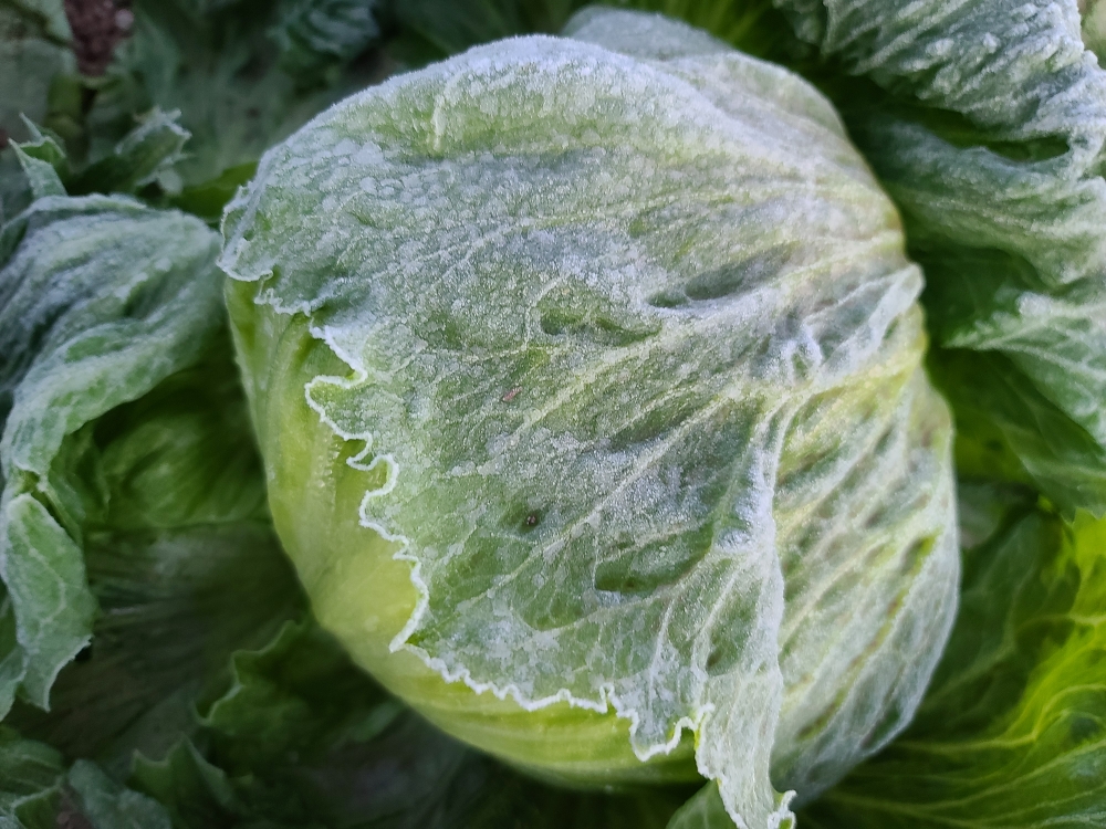 Live From The Fields Lettuce Ice In The Desert Region Markon