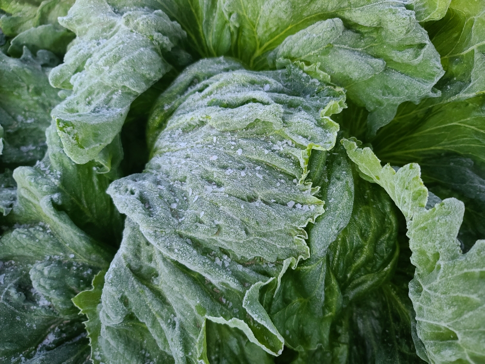 LIVE FROM THE FIELDS: LETTUCE ICE IN THE DESERT REGION - Markon
