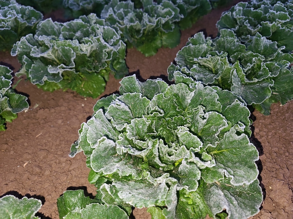 LIVE FROM THE FIELDS: LETTUCE ICE IN THE DESERT REGION - Markon