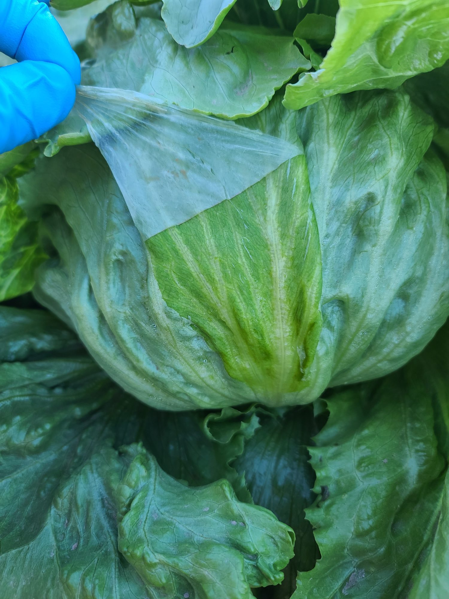 FROM THE FIELDS: DESERT REGION WEATHER UPDATE - Markon