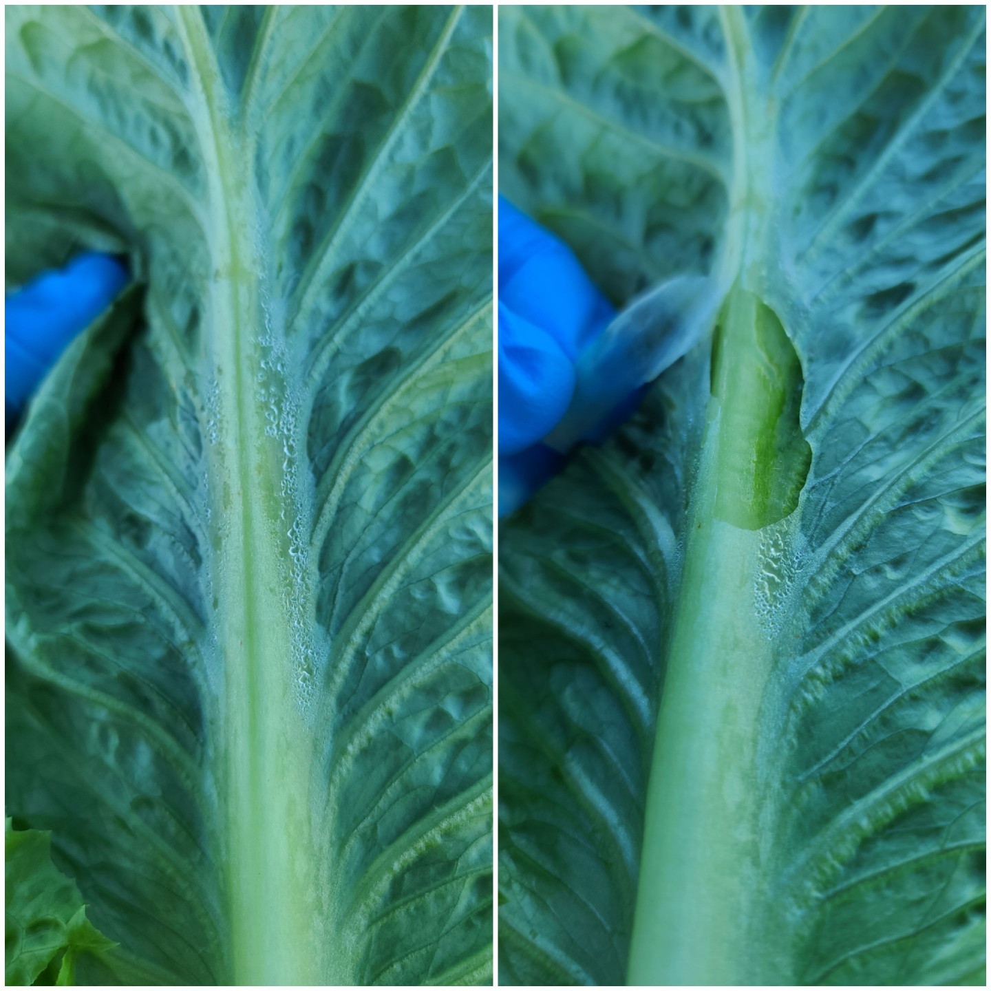 FROM THE FIELDS: DESERT REGION WEATHER UPDATE - Markon