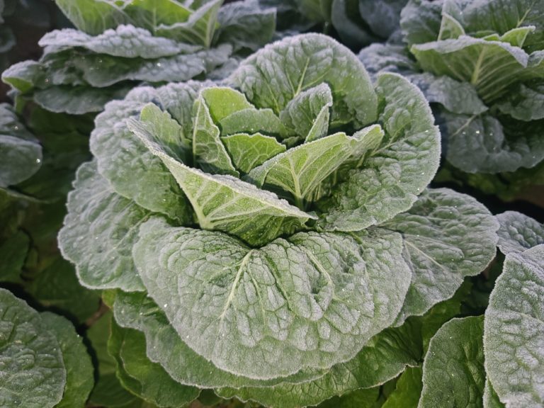 FROM THE FIELDS: WIDESPREAD LETTUCE ICE - Markon