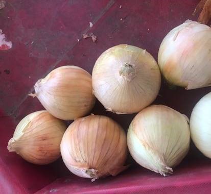 UPDATE: ONIONS - Markon
