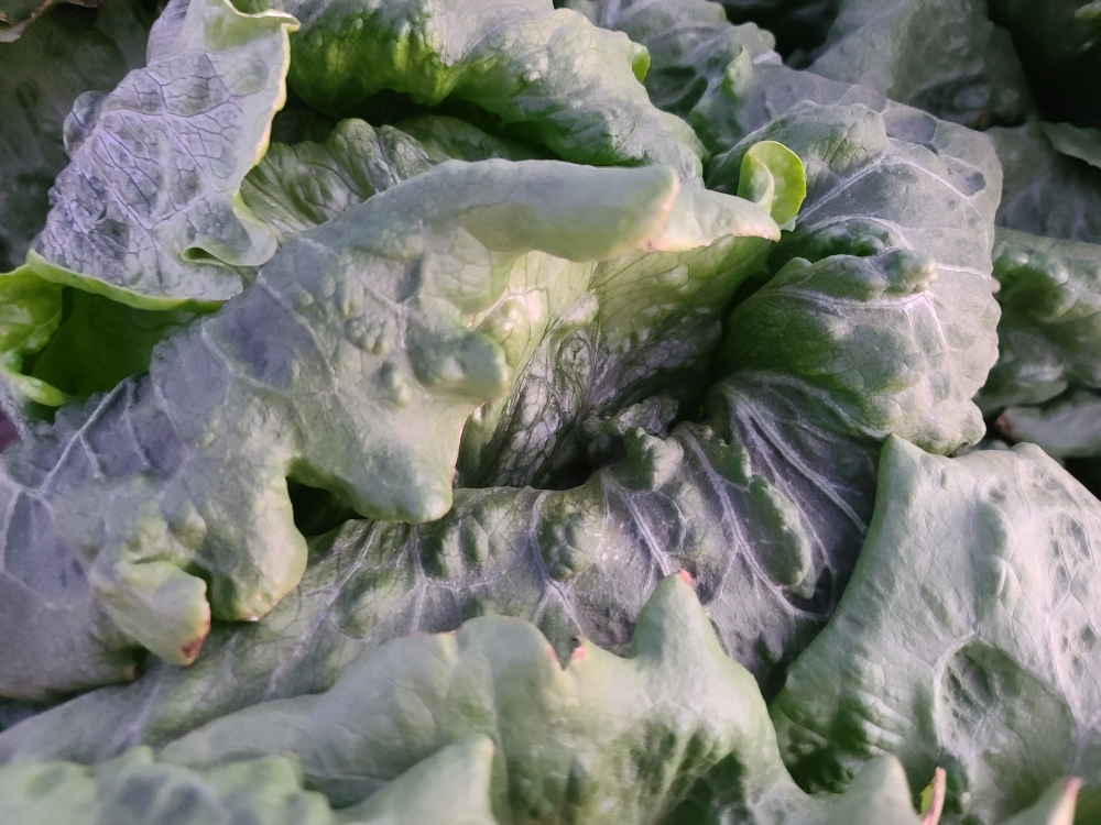 FROM THE FIELDS: WIDESPREAD LETTUCE ICE - Markon