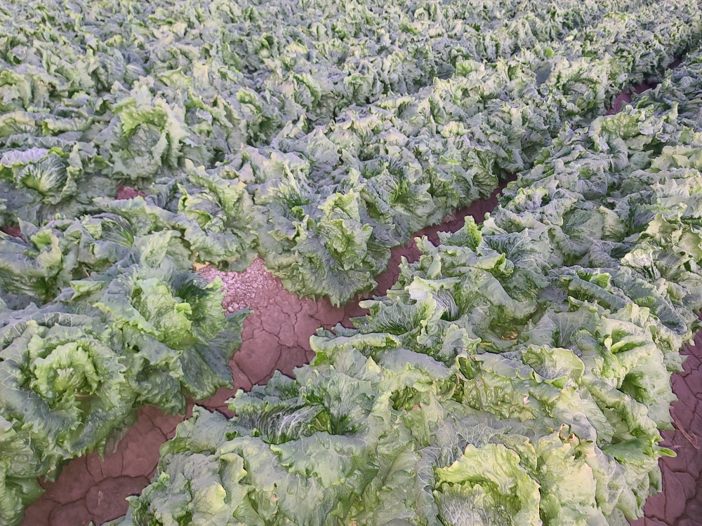 FROM THE FIELDS: WIDESPREAD LETTUCE ICE - Markon