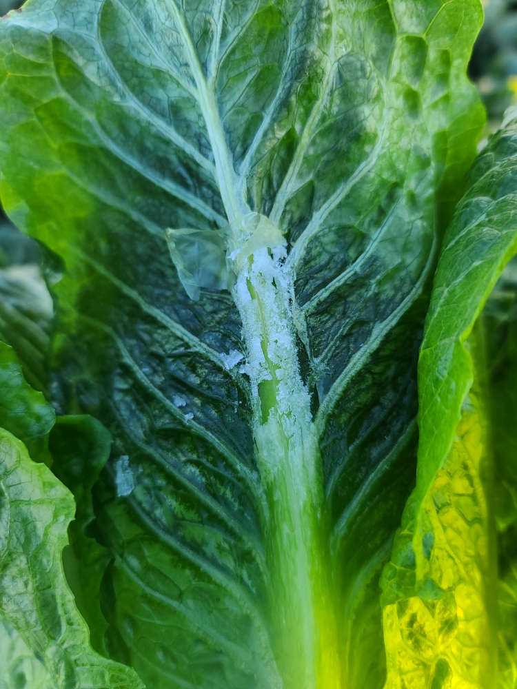FROM THE FIELDS: WIDESPREAD LETTUCE ICE - Markon