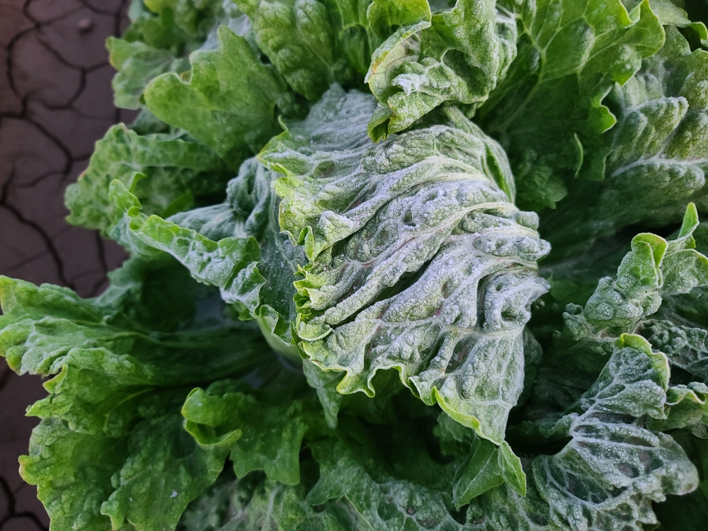 FROM THE FIELDS: WIDESPREAD LETTUCE ICE - Markon