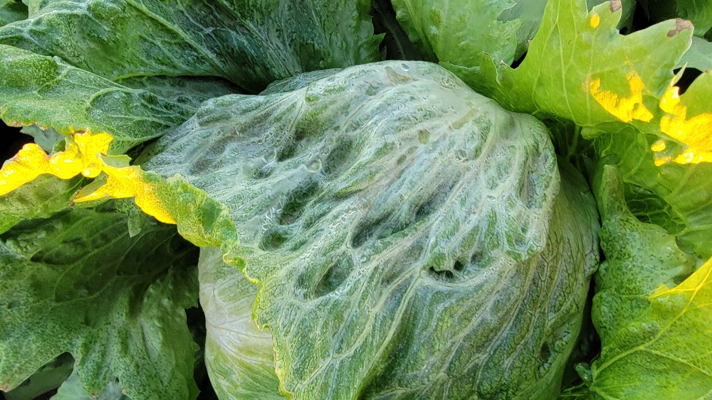 FROM THE FIELDS: DESERT LETTUCE ICE - Markon