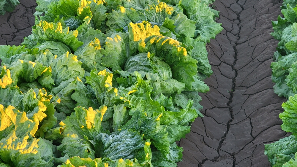 FROM THE FIELDS: DESERT LETTUCE ICE - Markon