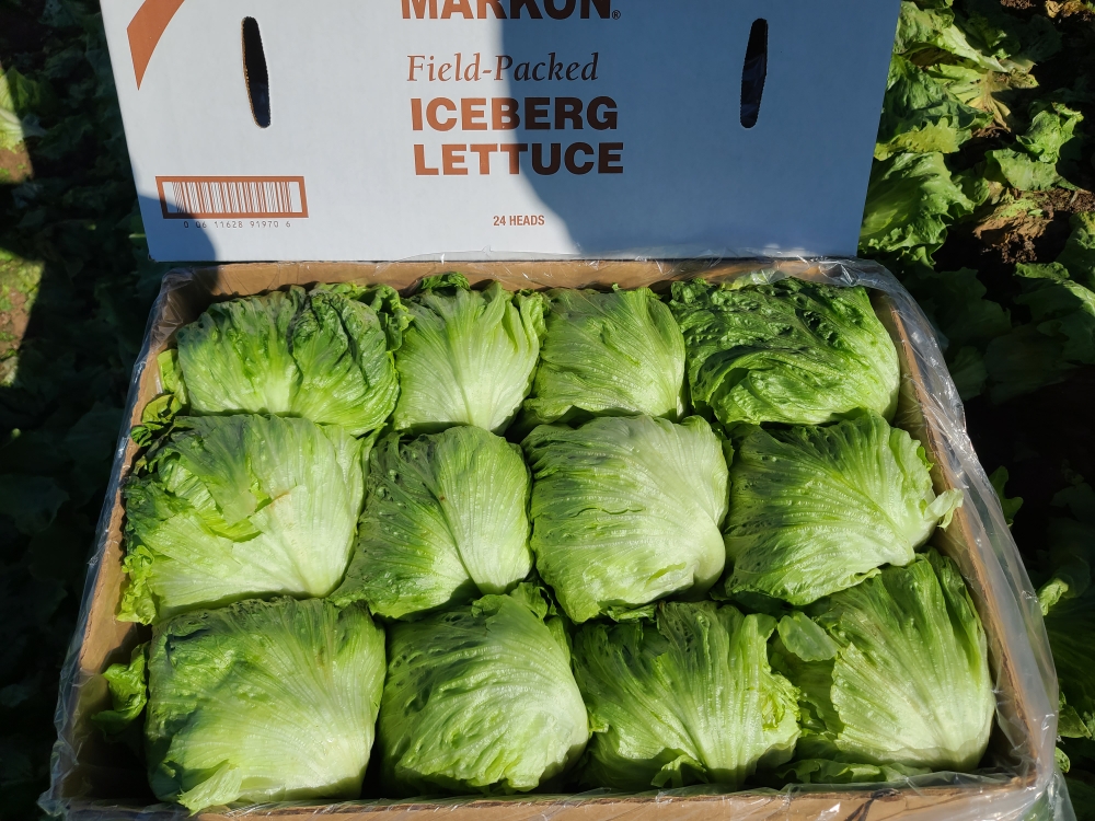 FROM THE FIELDS: DESERT LETTUCE & WEATHER UPDATE - Markon