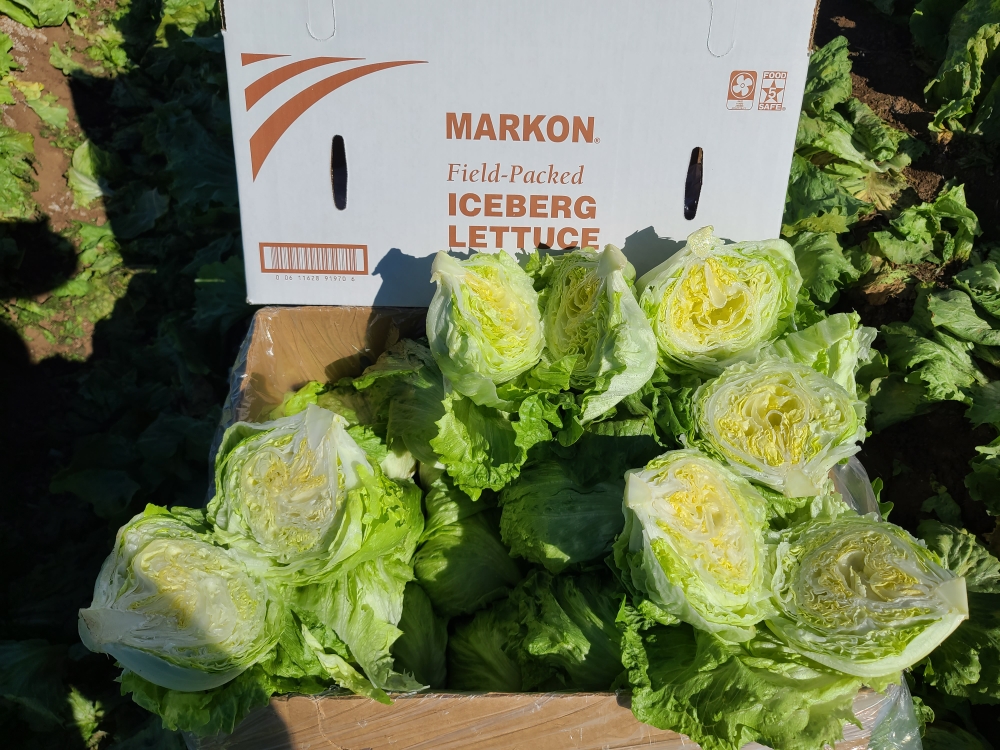FROM THE FIELDS: DESERT LETTUCE & WEATHER UPDATE - Markon