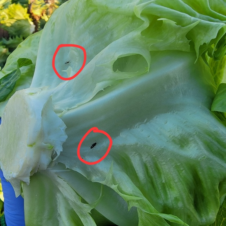 FROM THE FIELDS: DESERT REGION INSECT PRESSURE - Markon