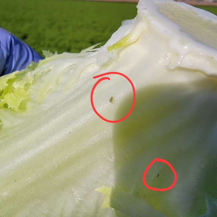 FROM THE FIELDS: DESERT REGION INSECT PRESSURE - Markon