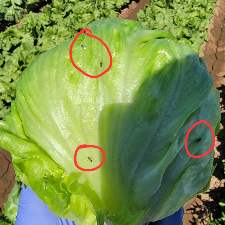 FROM THE FIELDS: DESERT REGION INSECT PRESSURE - Markon
