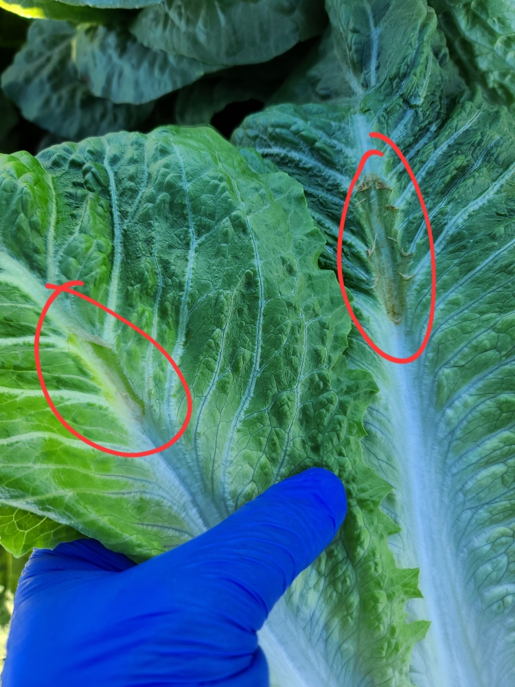 FROM THE FIELDS: DESERT REGION WARMING TREND - Markon