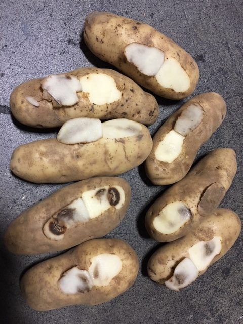UPDATE: IDAHO POTATOES - Markon