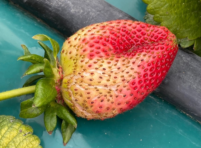 UPDATE: CALIFORNIA STRAWBERRY QUALITY - Markon