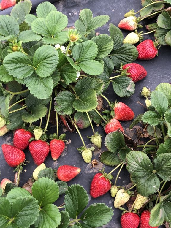UPDATE: STRAWBERRIES - Markon