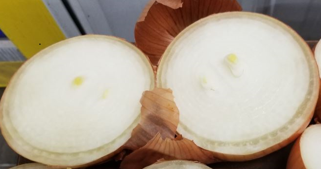 UPDATE: ONIONS - Markon