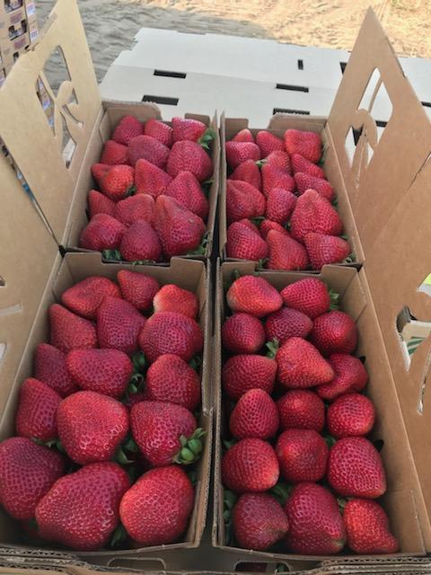 UPDATE: CALIFORNIA STRAWBERRIES - Markon