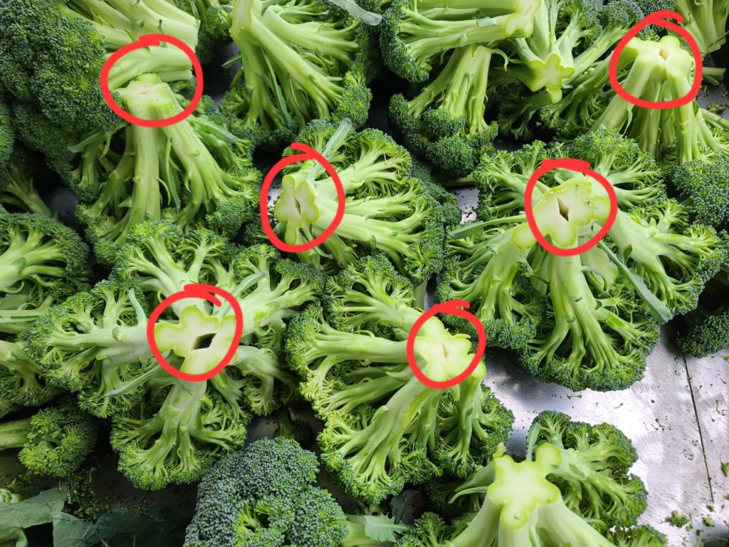 FROM THE FIELDS: HEAT-RELATED QUALITY DEFECTS - Markon