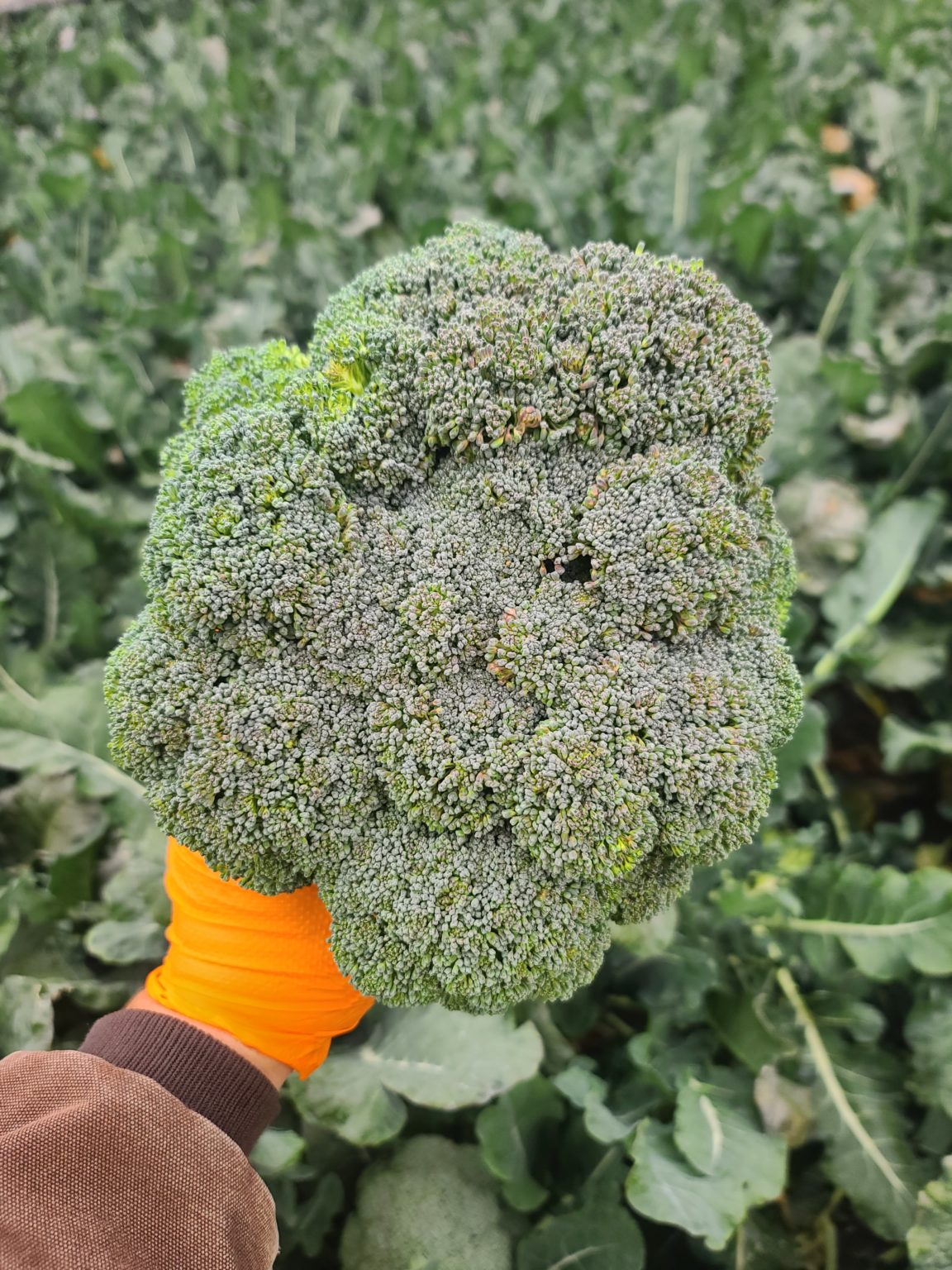 FROM THE FIELDS: HEAT-RELATED QUALITY DEFECTS - Markon