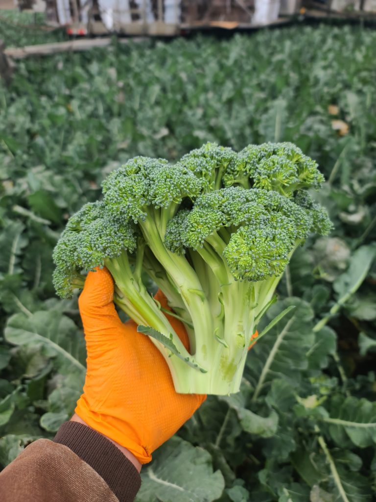 FROM THE FIELDS: HEAT-RELATED QUALITY DEFECTS - Markon