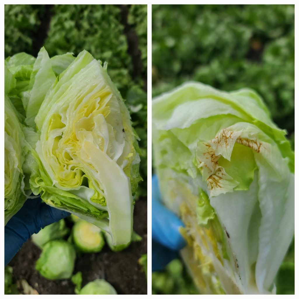 FROM THE FIELDS: CALIFORNIA WEATHER UPDATE - Markon