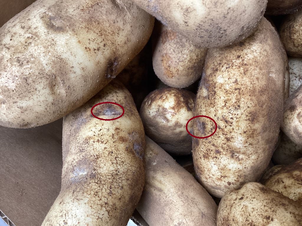 UPDATE: POTATOES - Markon