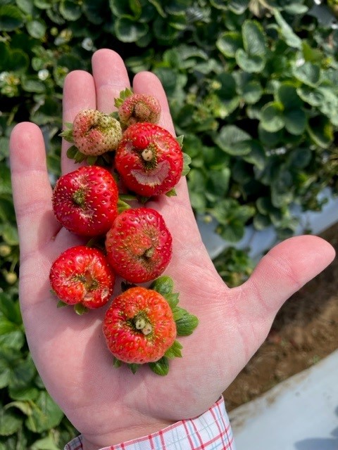 UPDATE: STRAWBERRIES - Markon