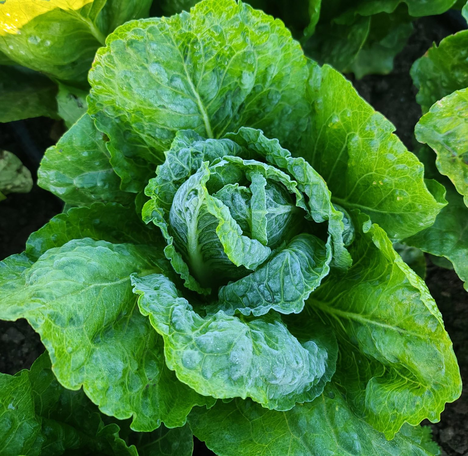 LIVE FROM THE FIELDS: LETTUCE ICE IN SALINAS, CALIFORNIA - Markon