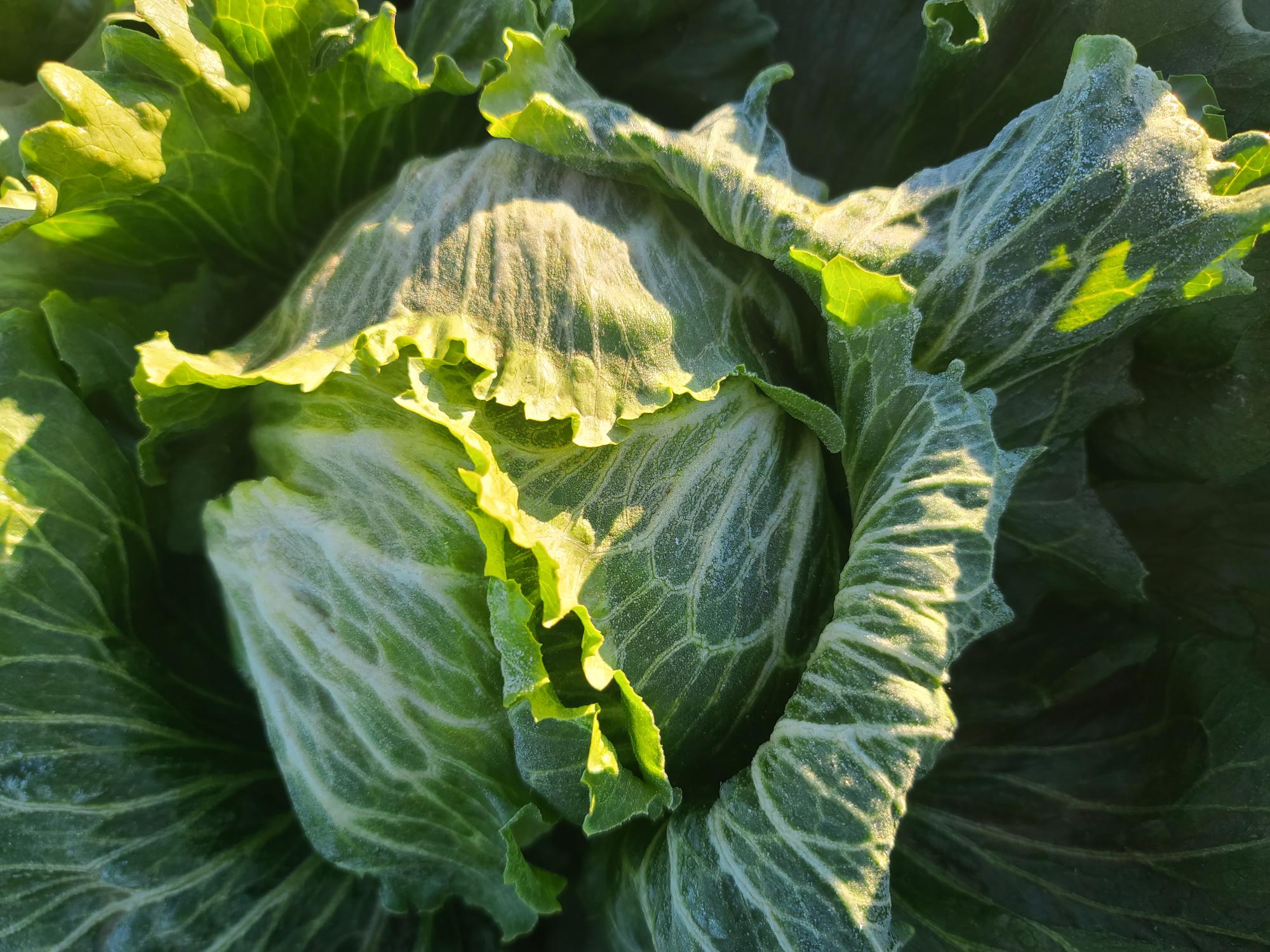 FROM THE FIELDS: LETTUCE ICE IN THE DESERT REGION - Markon