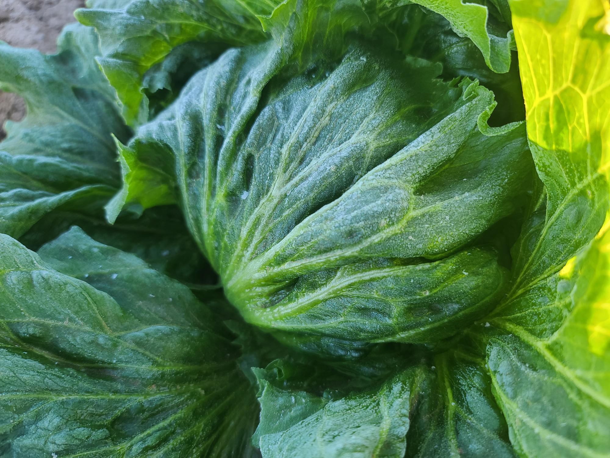 FROM THE FIELDS: LETTUCE ICE IN THE DESERT REGION - Markon