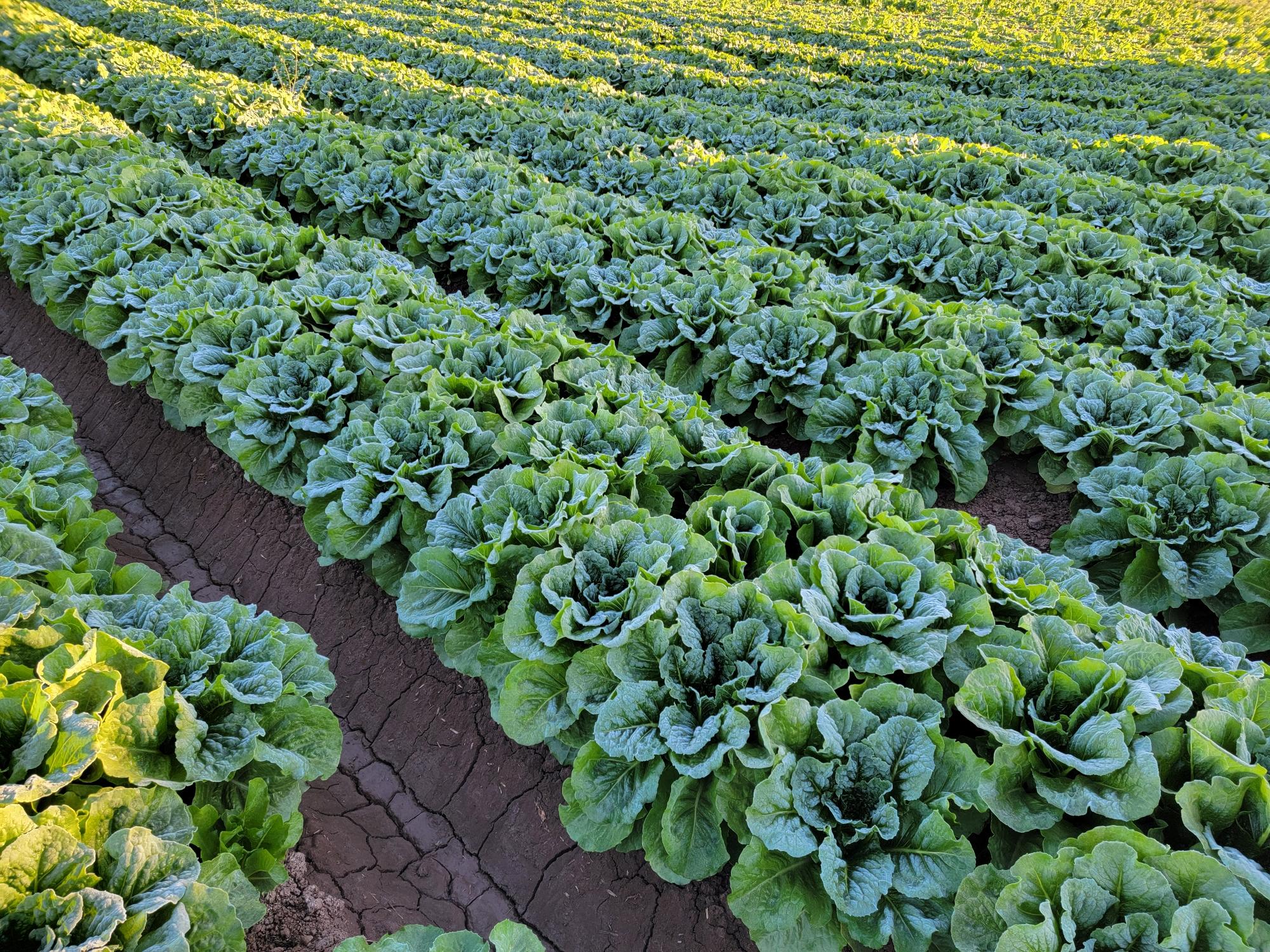 FROM THE FIELDS: LETTUCE ICE IN THE DESERT REGION - Markon