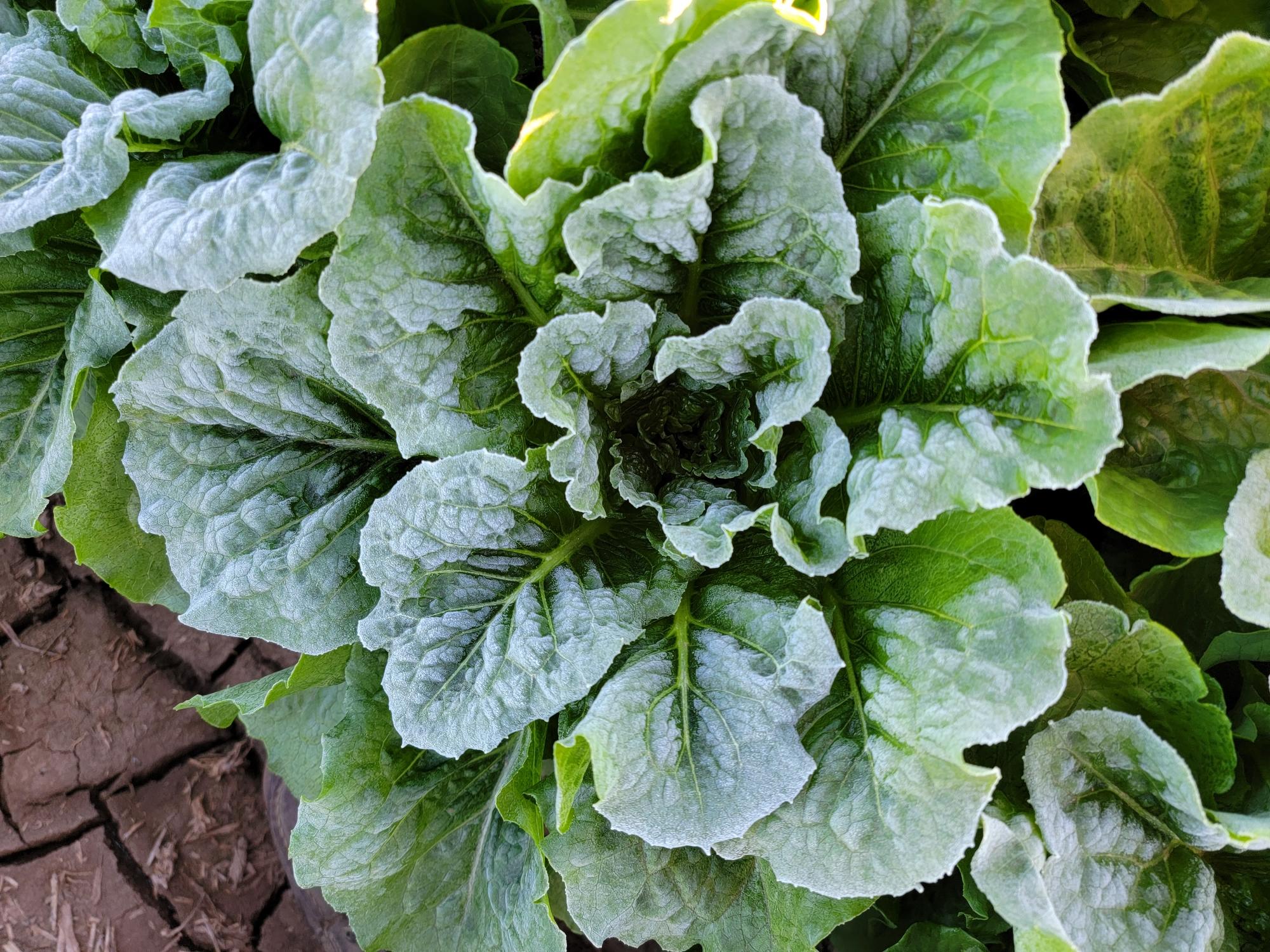 FROM THE FIELDS: LETTUCE ICE IN THE DESERT REGION - Markon