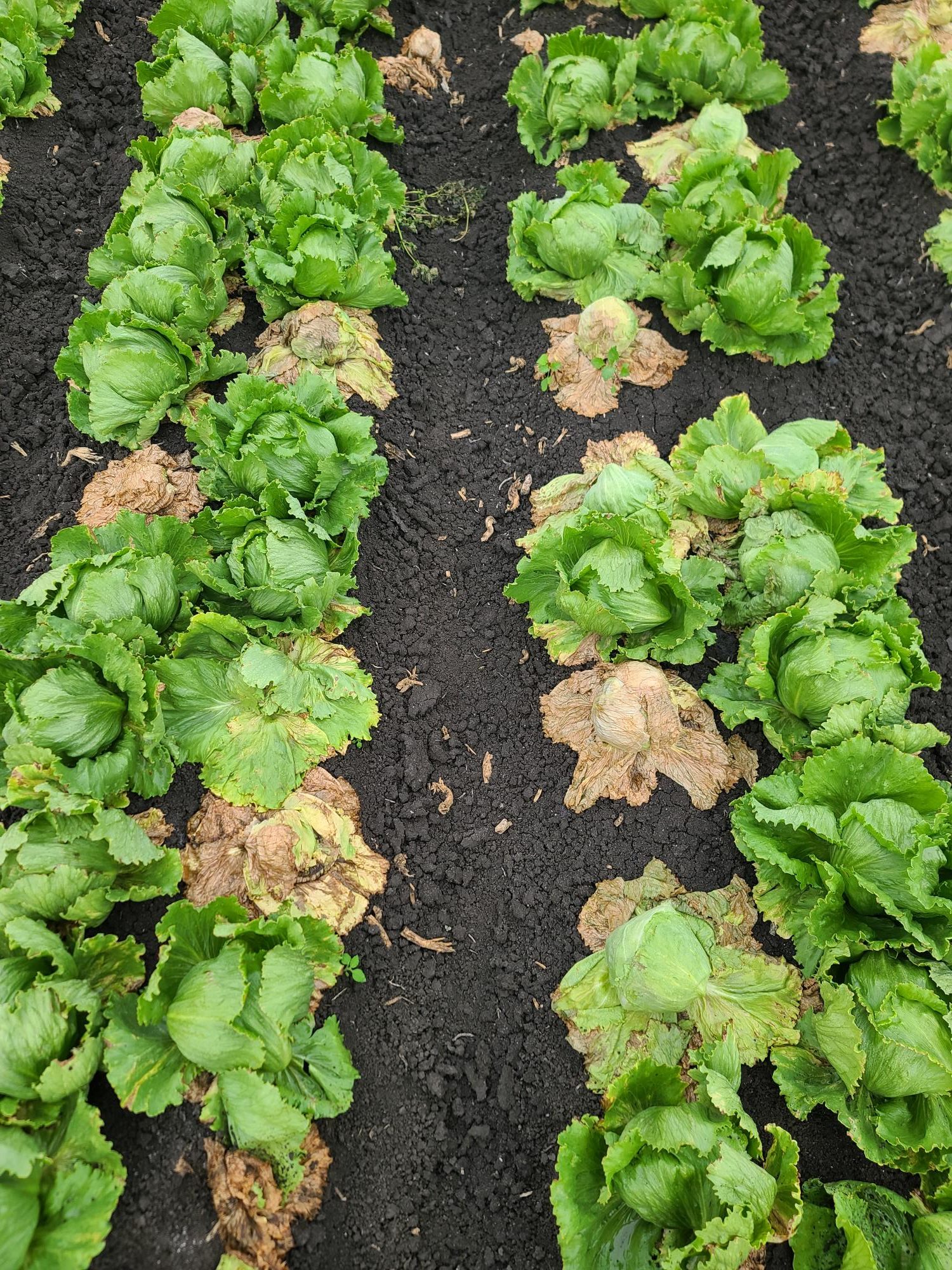 FROM THE FIELDS: ICEBERG LETTUCE SUPPLIES - Markon