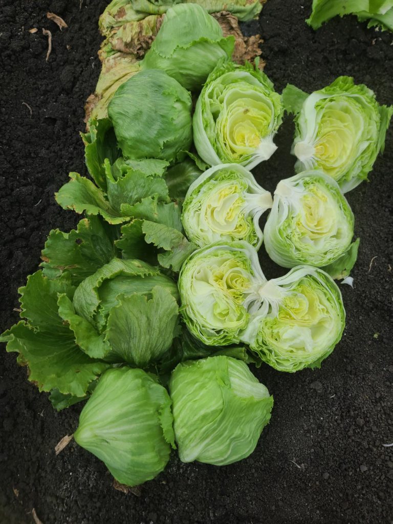 FROM THE FIELDS: ICEBERG LETTUCE SUPPLIES - Markon