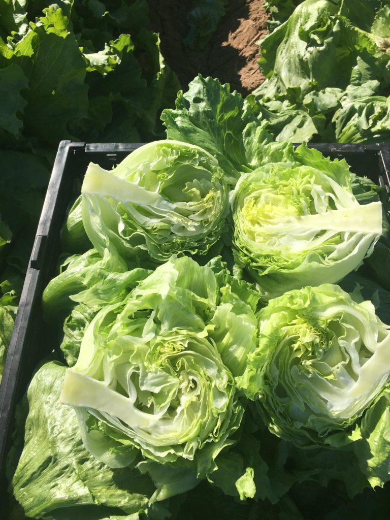 FROM THE FIELDS: ICEBERG LETTUCE SUPPLIES - Markon