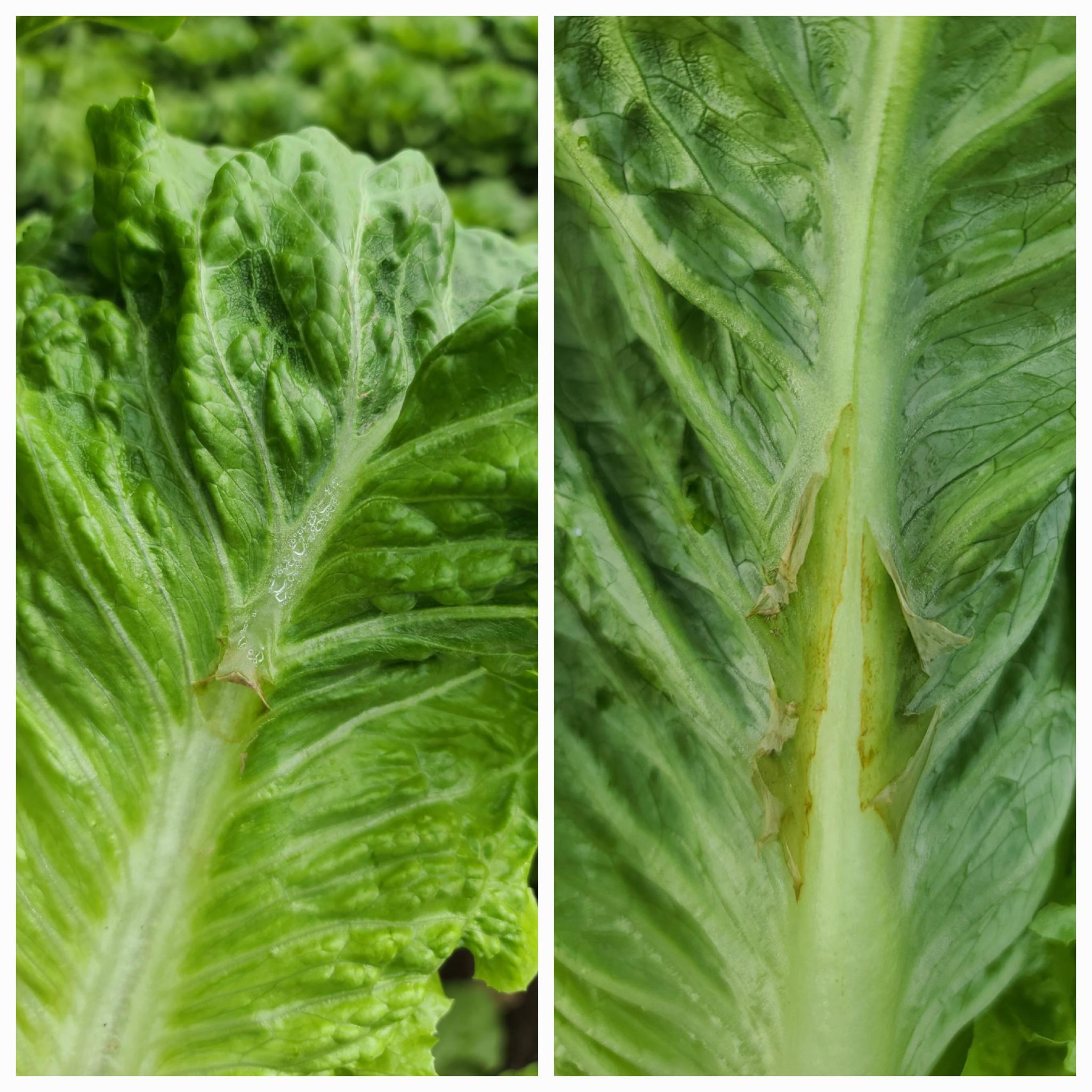 LIVE FROM THE FIELDS: EPIDERMAL PEEL IN DESERT ROMAINE - Markon