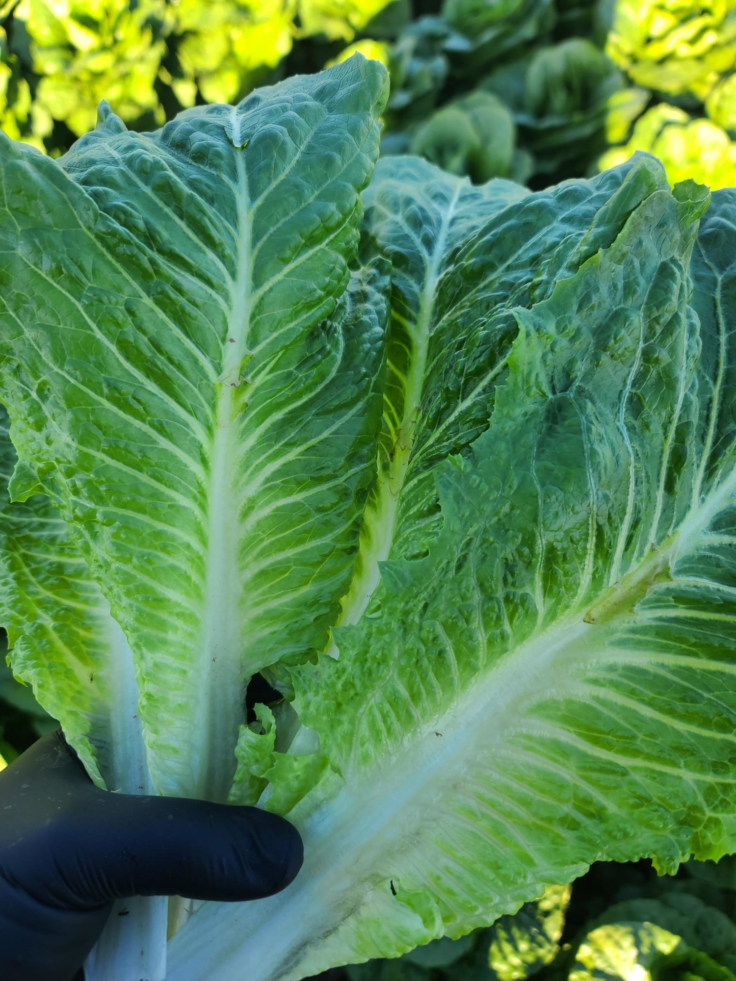 LIVE FROM THE FIELDS: EPIDERMAL PEEL IN DESERT ROMAINE - Markon