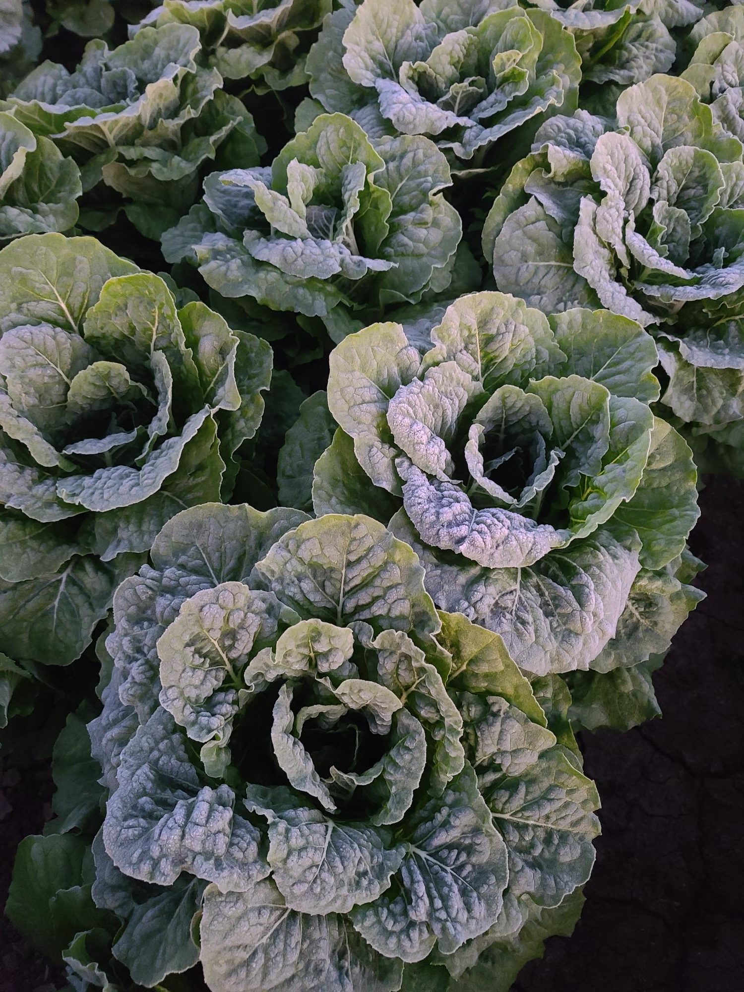 LIVE FROM THE FIELDS: EPIDERMAL PEEL IN DESERT ROMAINE - Markon