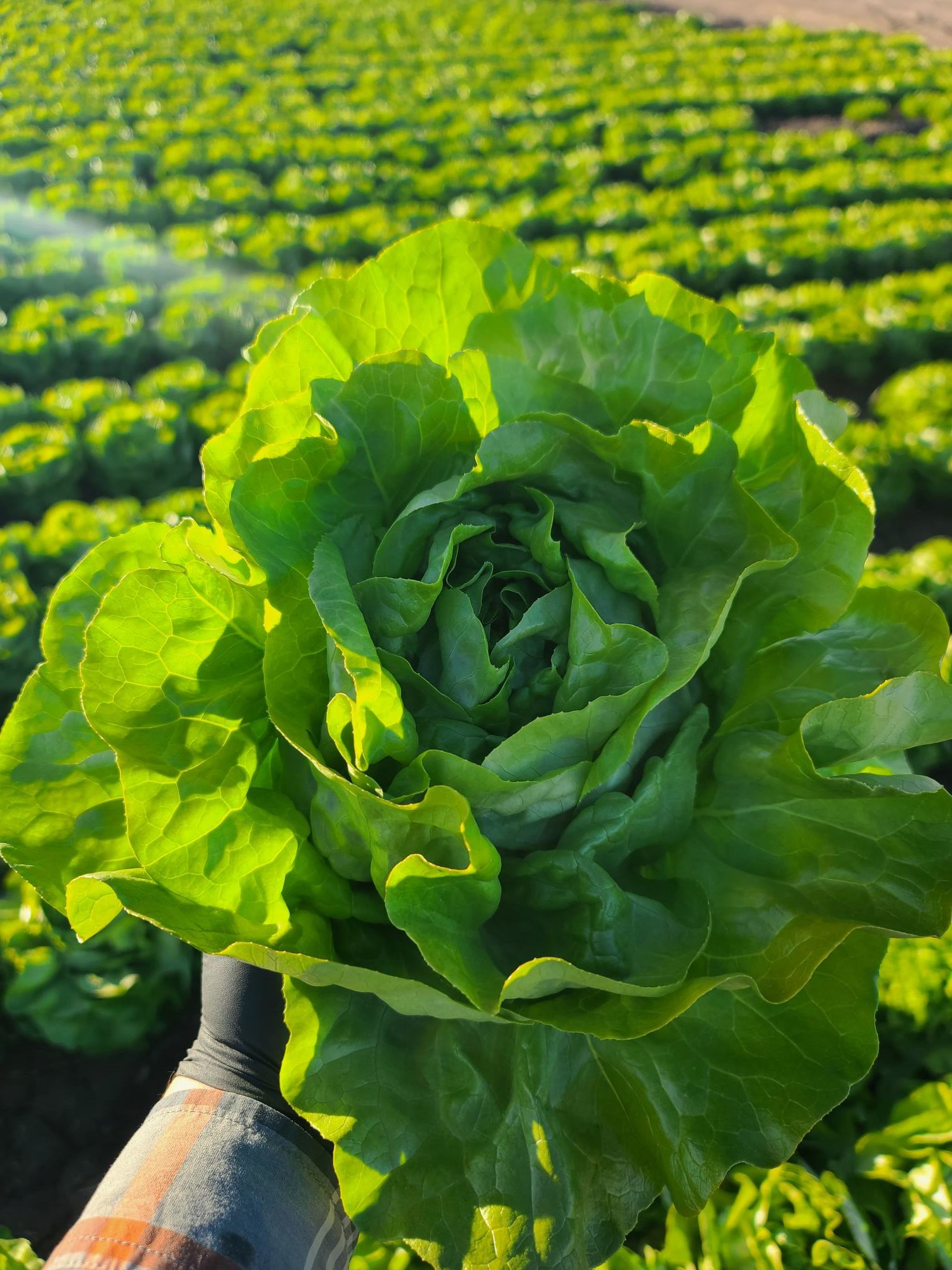 FROM THE FIELDS: MARKON FIRST CROP (MFC) 24-COUNT BUTTER LETTUCE - Markon