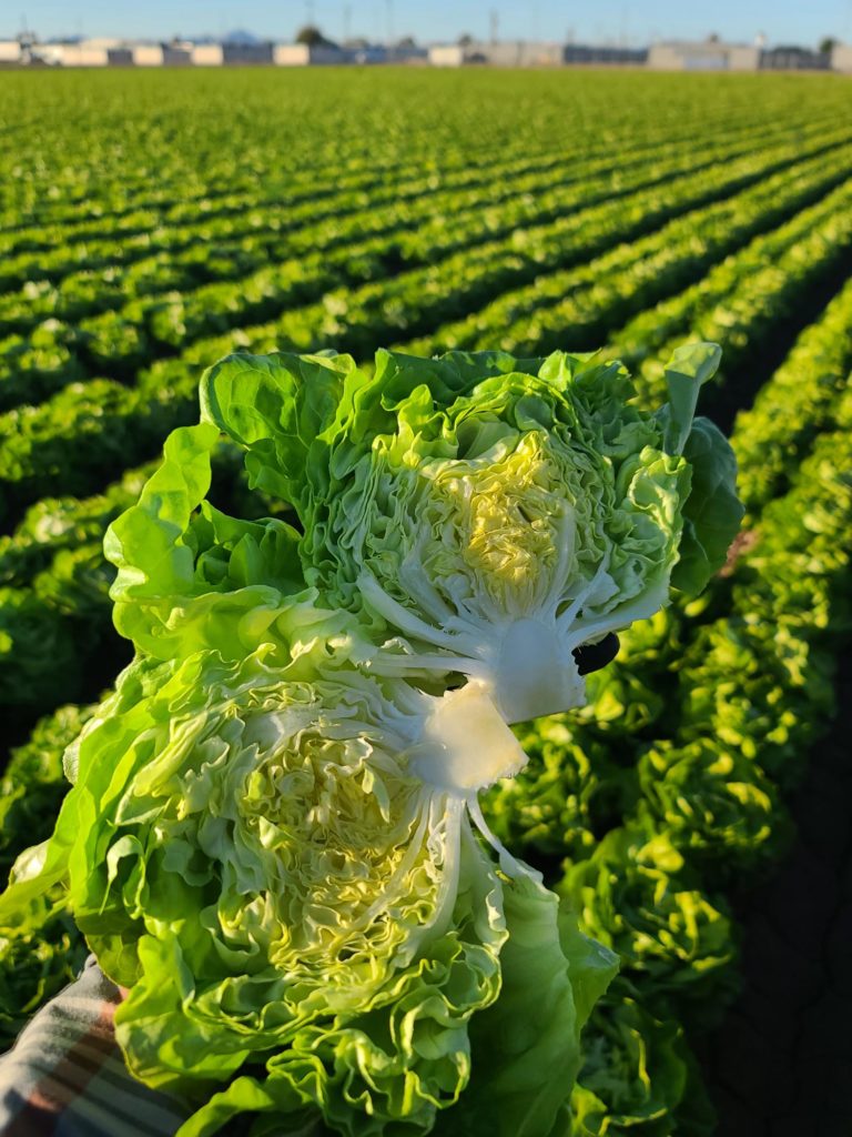 FROM THE FIELDS: MARKON FIRST CROP (MFC) 24-COUNT BUTTER LETTUCE - Markon