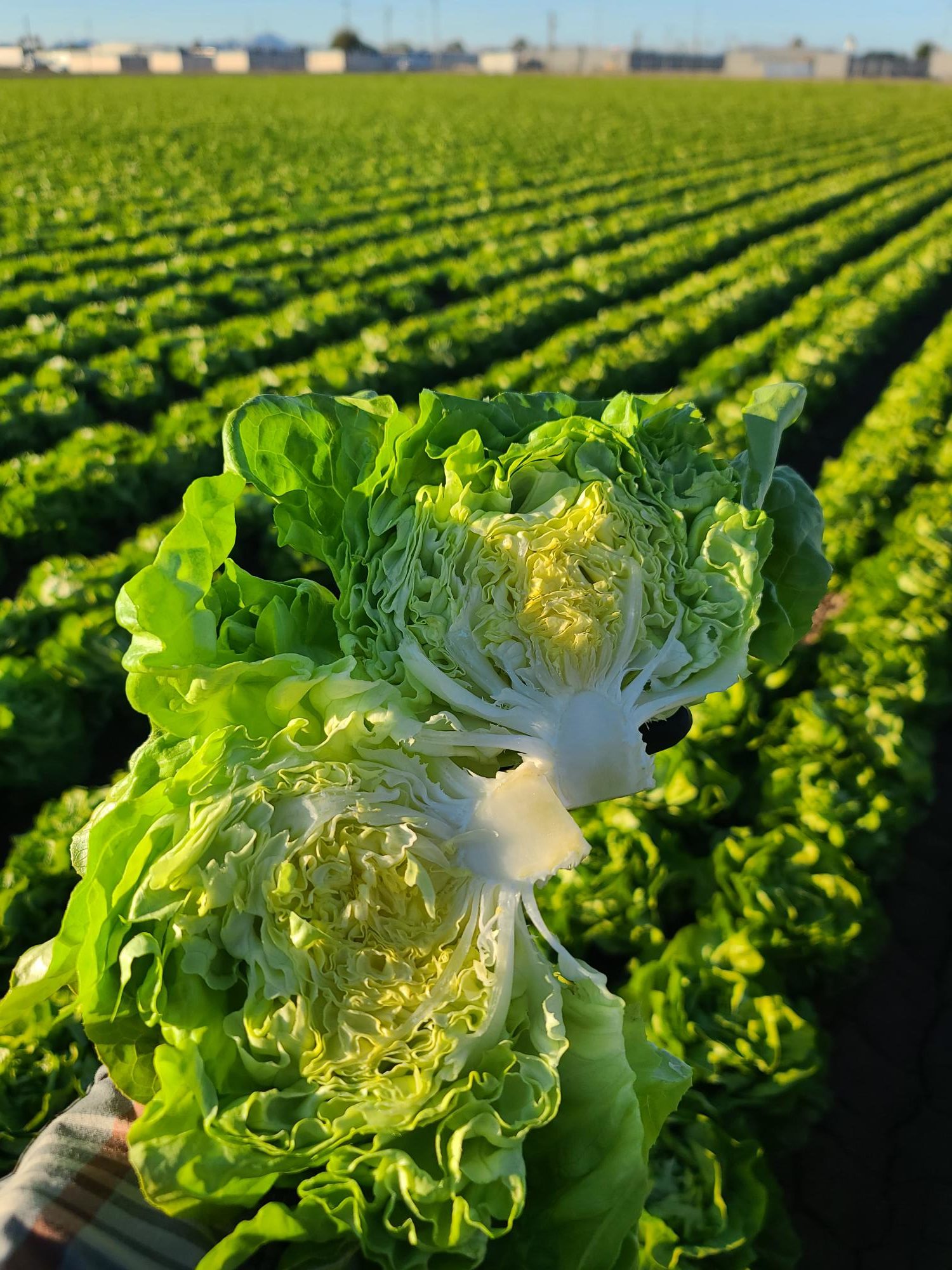 FROM THE FIELDS: MARKON FIRST CROP (MFC) 24-COUNT BUTTER LETTUCE - Markon